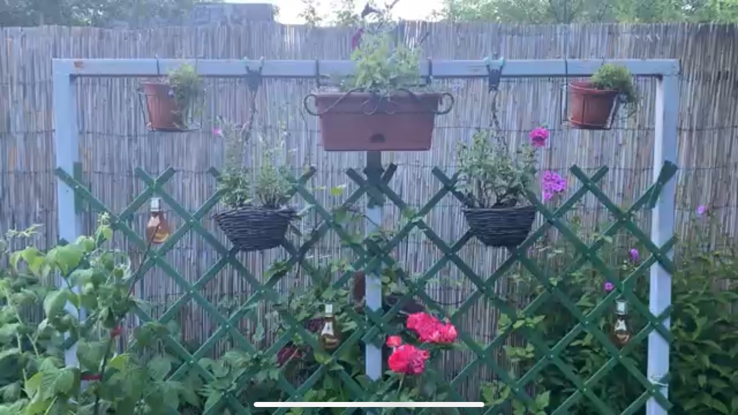Как из металлической стойки сделать шпалеру под клематисы с навесными кашпо