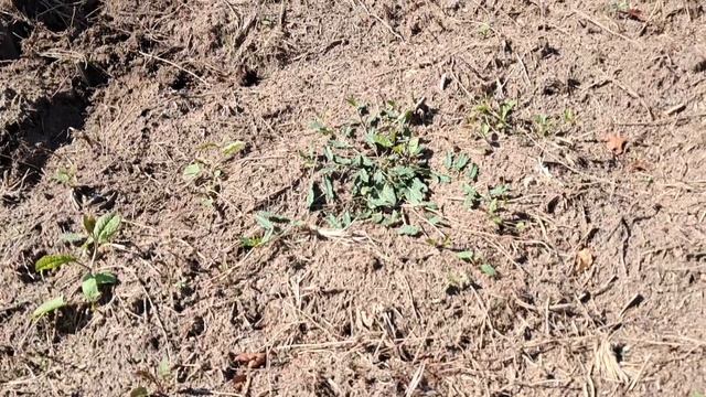 Сорняки на чистых парах: ликвидация