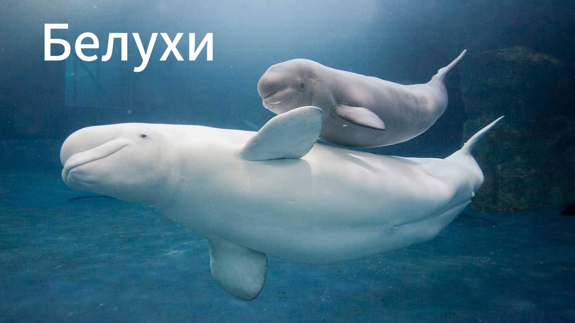 Белухи 19.07.2025