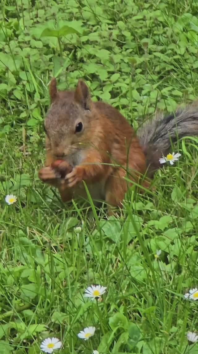 Жила-была белка.