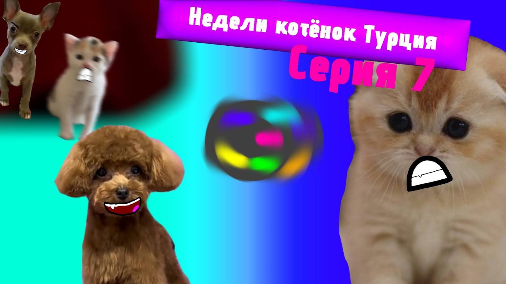 Недели котёнок Турция Серия 7