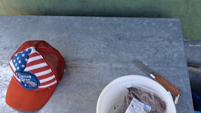 Сажаю редьку масличную впервые