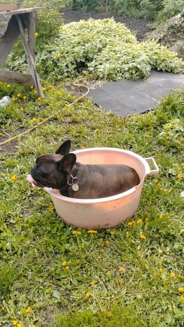 Бриллиантовая рука