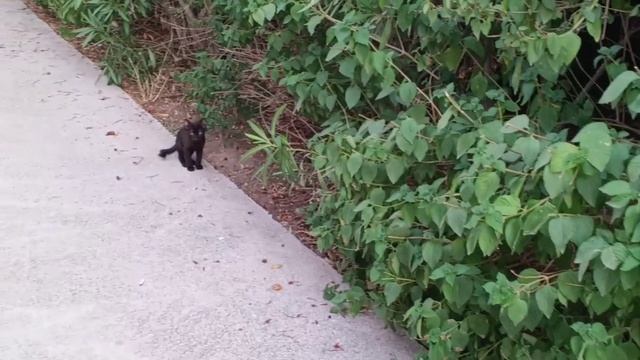 Кошки в Турции