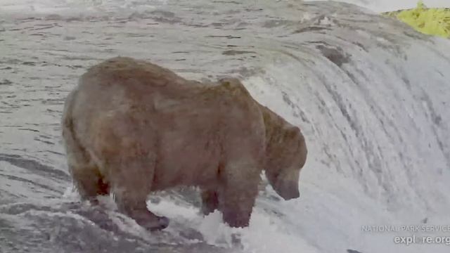 Мишка в ожидании- когда рыба сама влетит в пасть