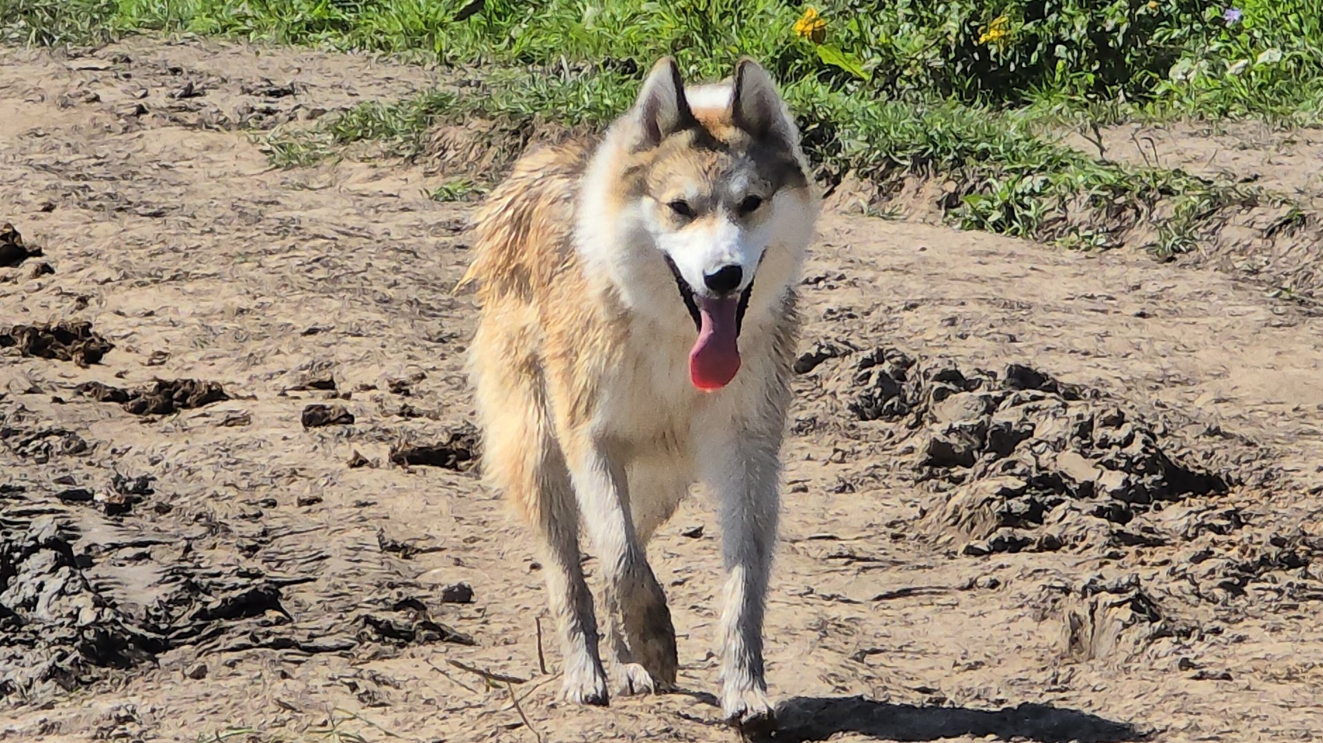 Едет крыша от жары