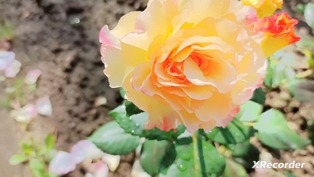 Розы  в саду.  Обзор розариума. Июль 2025.