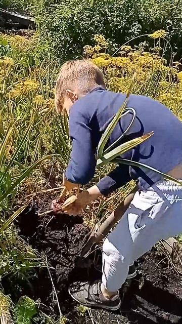 Деревенские будни. Уборка урожая.