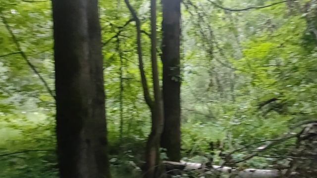 По дикому лесу на велосипеде от первого лица | Парки Подмосковья #4