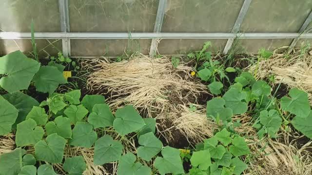 Спасаем огурцы от ПАУТИННОГО КЛЕЩА без ХИМИКАТОВ с помощью простой вещи, доступной каждому