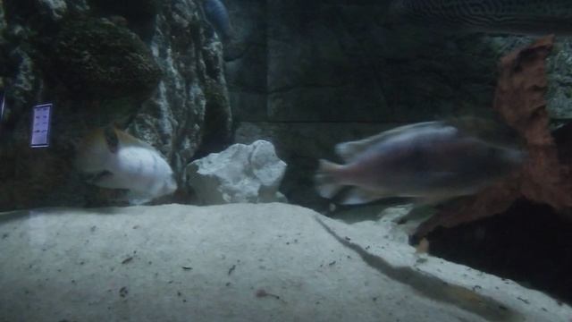 Подводный мир, пишите нужно ли делать большое видео