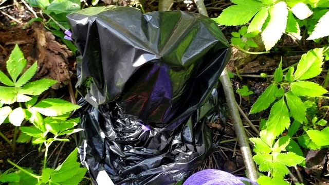 Как избавиться от поросли на пеньке