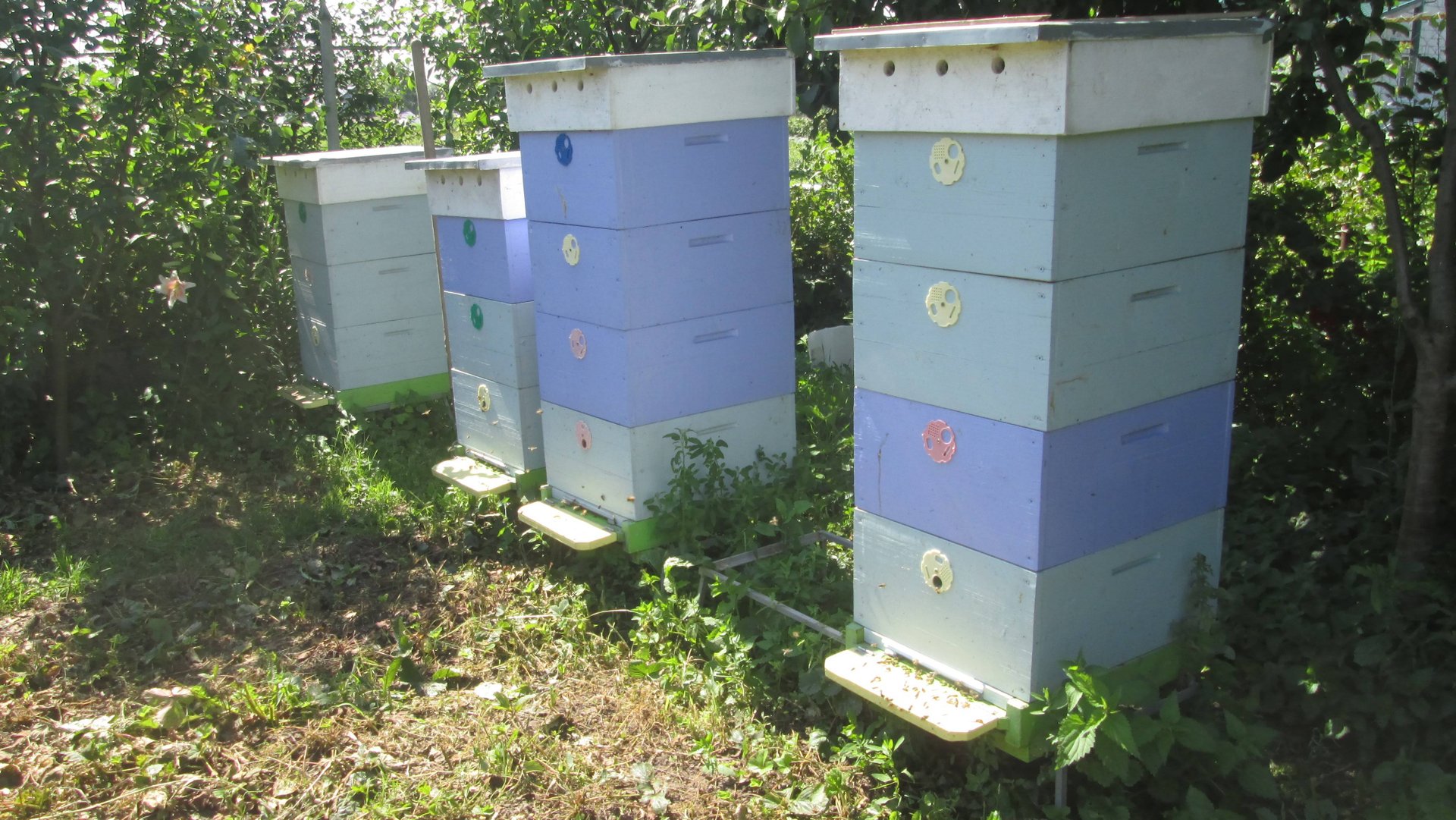 Медосбор 2025