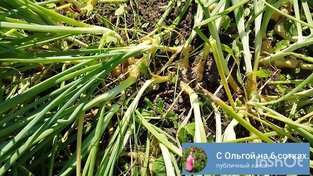 Как определить, что пора убирать лук!?