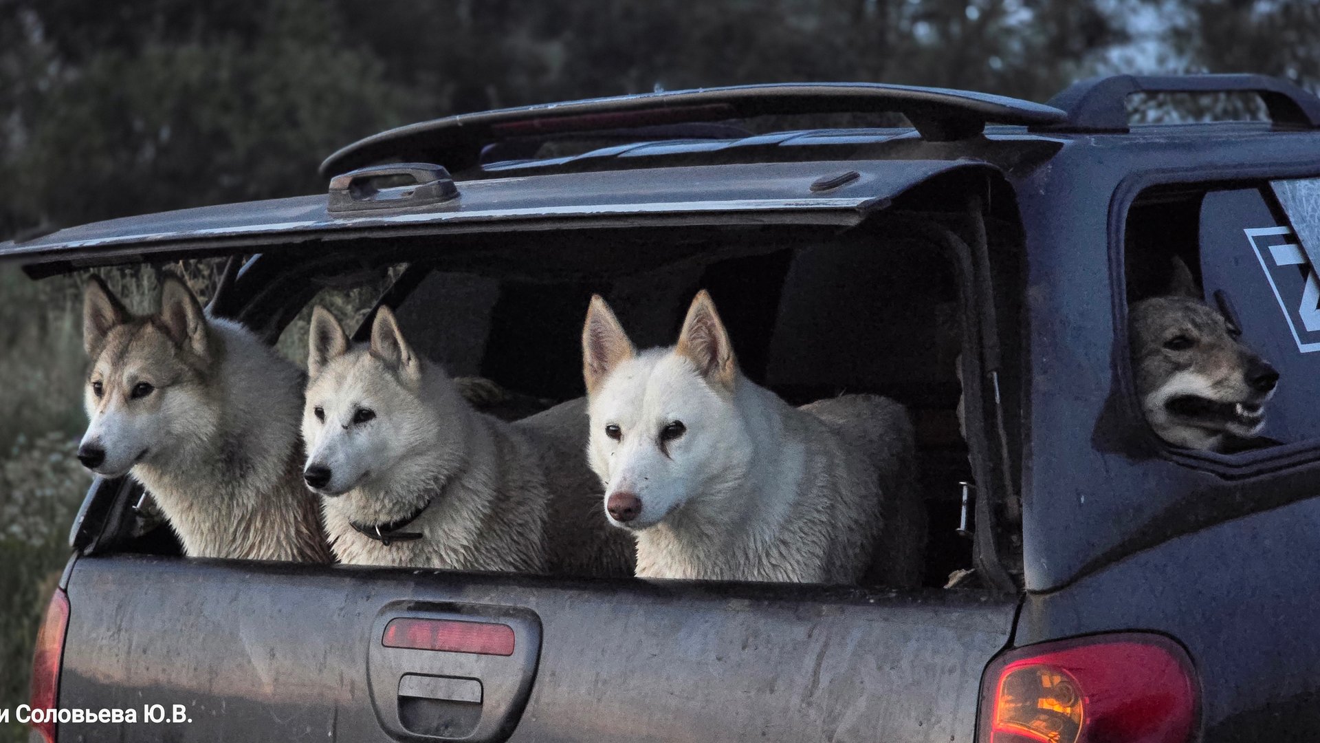 Ушли за лисой