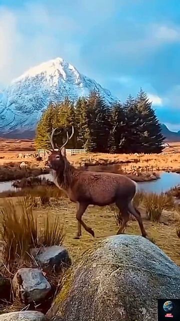 Красный олень — самый крупный олень Шотландии. Они были завезены в парки декоративных оленей в 1860