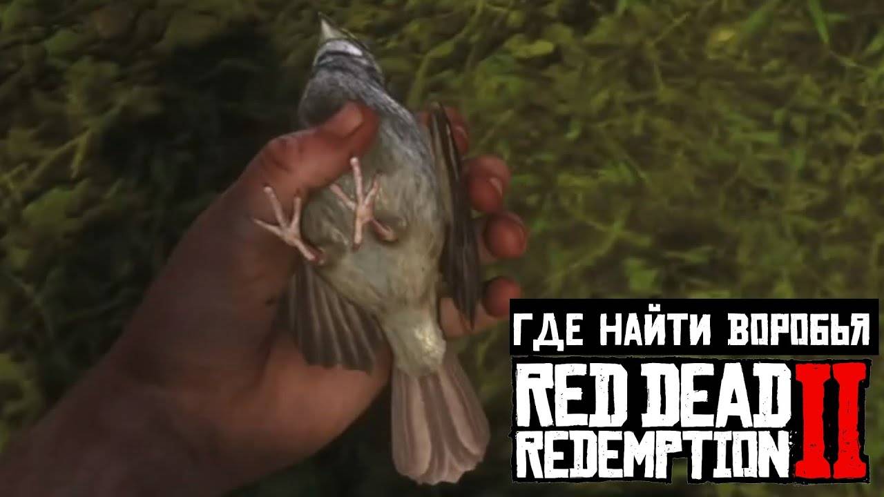 Где найти Воробья в Red Dead Redemption 2