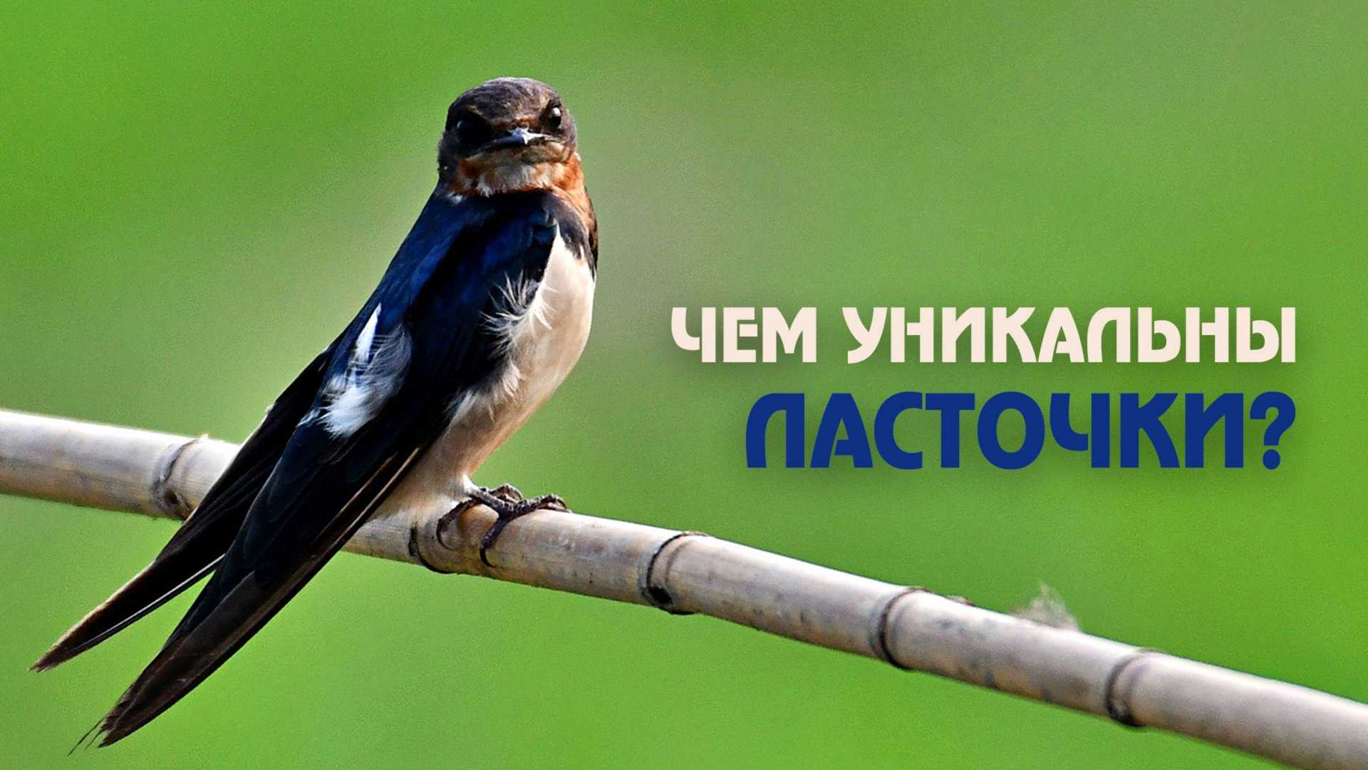 Вся правда о ласточках: уникальные факты и секреты жизни!