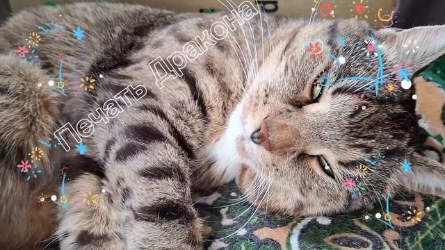 "Квартиранты" спят  на полу.  Коты - НАЙДЕНЫШИ СТАЛИ ДОМАШНИМИ ЛЮБИМЦАМИ.