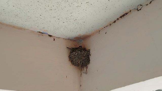 маленькая птичка