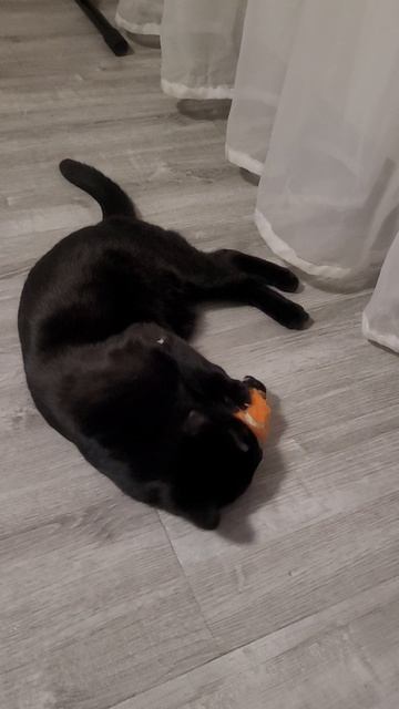 Котик по имени Вася 😅#chat #cat #cats #challenge #funny #humor #drole #catlover #catlove #catvideos