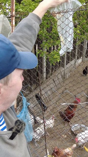 Куриное мороженное из мёрзлых рыбьих голов!