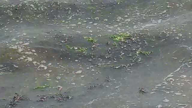 Шок! Что на пляже прямо сейчас!, Крым, Феодосия  прямо сейчас.  Водоросли и  тина по колено