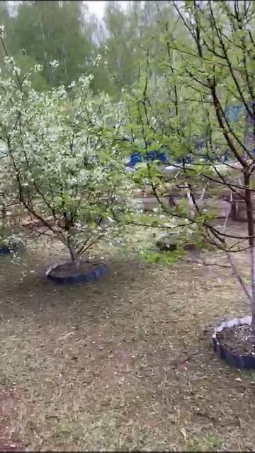 Наш сад и огород 🤩 май 2025г.