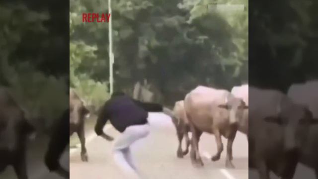 убирайся с дороги бык