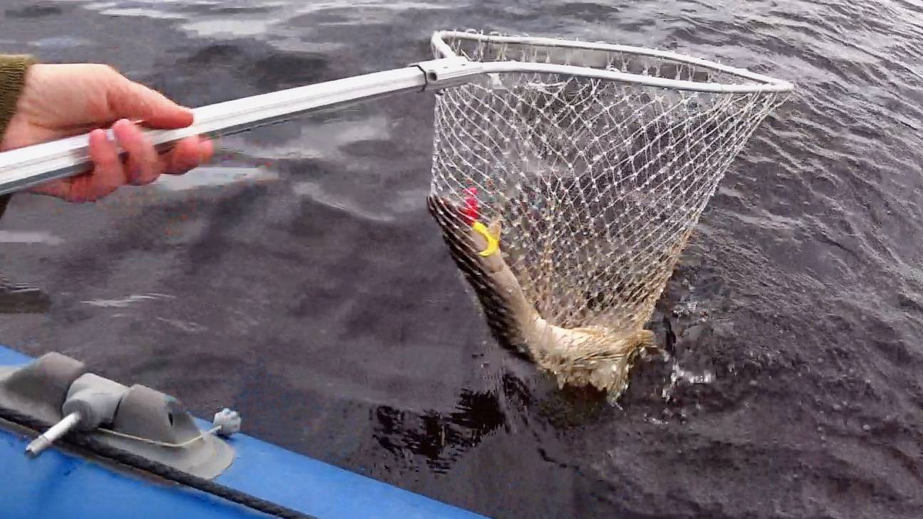 Щука в отвес и на донку. Рыбалка на Конде после дождей.