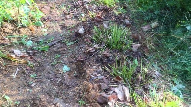 Мульчирование клубники опилками. Летние работы.