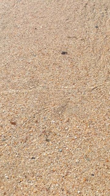 Медузы ))) Азовское море ⛵