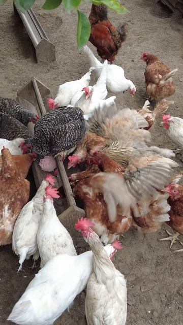 Куриный реслинг! В погоне за колбасой!