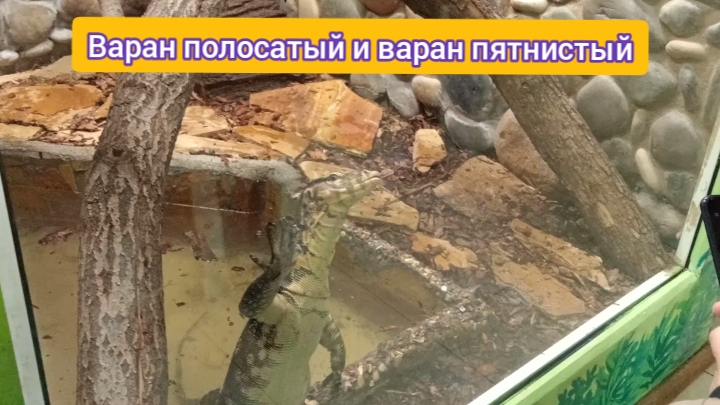 Варан полосатый и варан пятнисиый