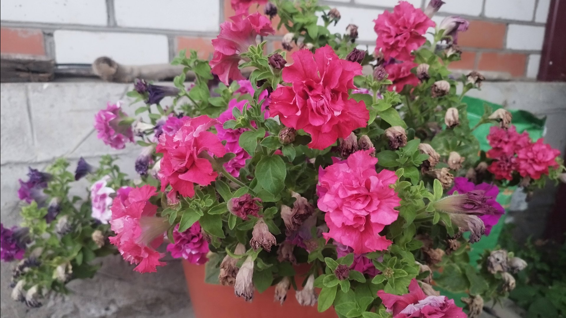 Мой огород, закатка