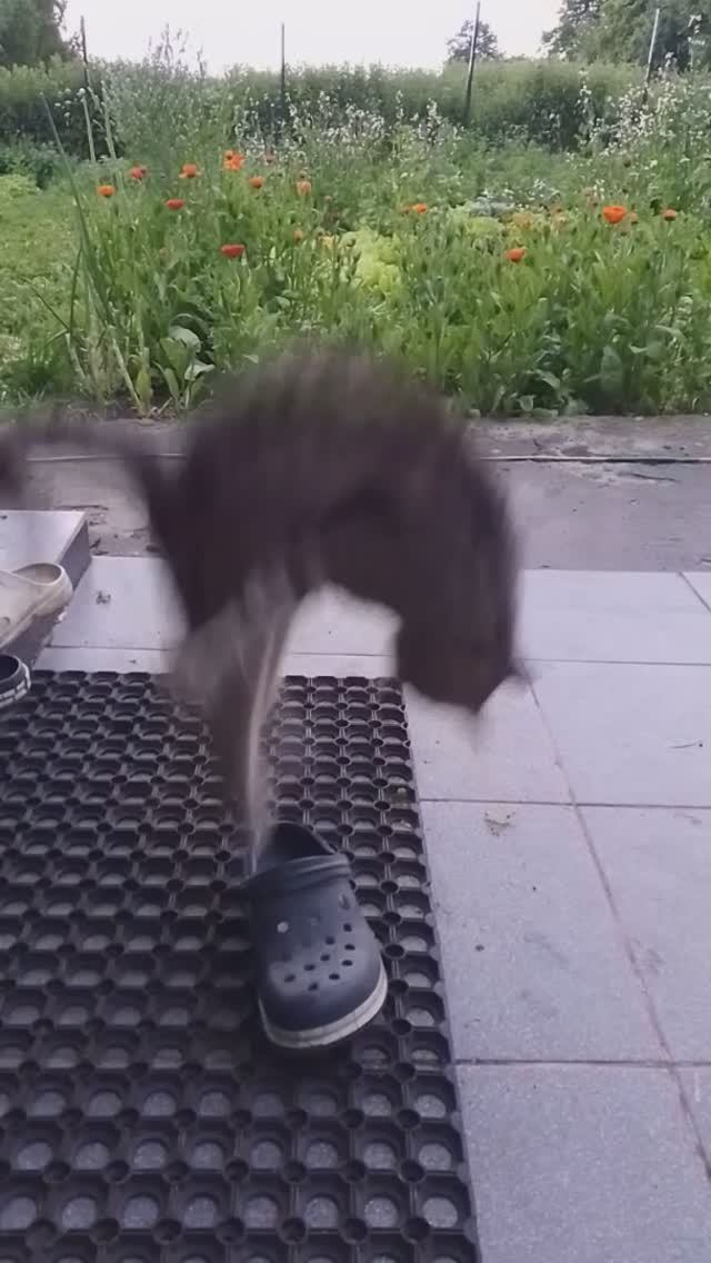 Рысь нападает на тапочку и на вишенку short