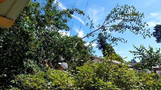 20250728_113619_001 Собираем иргу с самых высоких ветвей