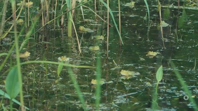 Тихий Лес #2