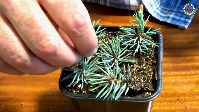 Размножается ли голубая ель черенками