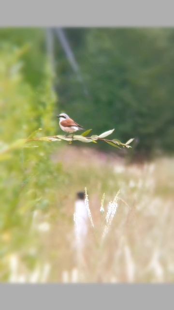 Брачный сезон у жуланов открыт 😄