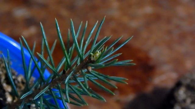 Положительный результат весеннего размножения голубой ели черенками.