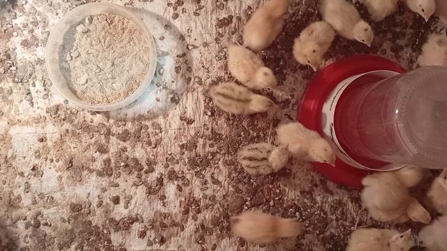 Мелкие двухдневные перепелята.Очередная партия)) 28.07.2025