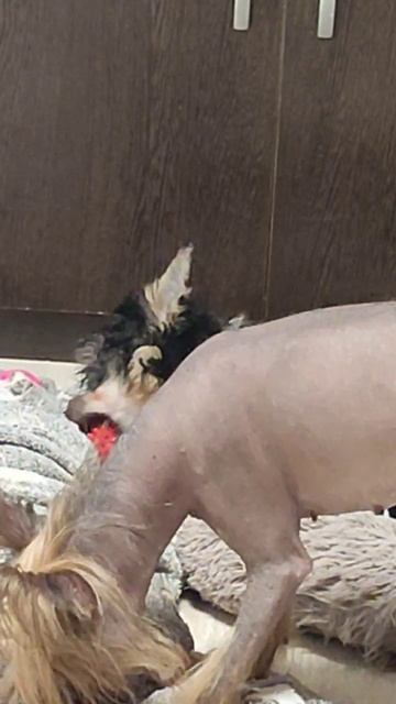 Poale Ell Grace и её мам Эмма