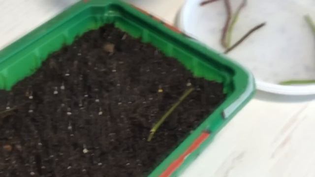 #1 Размножаю розы из осенних черенков | С чего начать