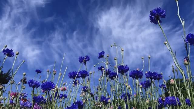 ВАСИЛЬКОВАЯ ТРОПА