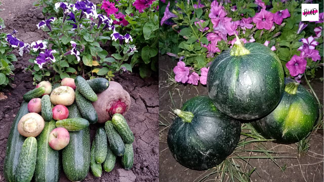 В БУДНИ НА ДАЧЕ.