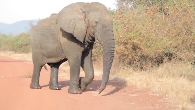 Magic Wand Song _ Simple Songs for Kids