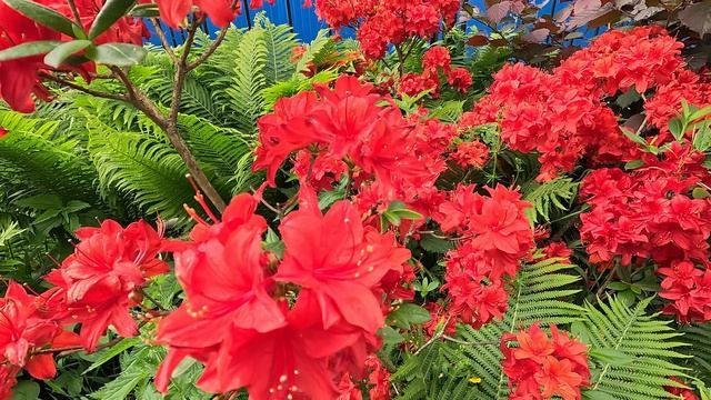 20250611 Рододендрон Набукко в 2025 году (4К)