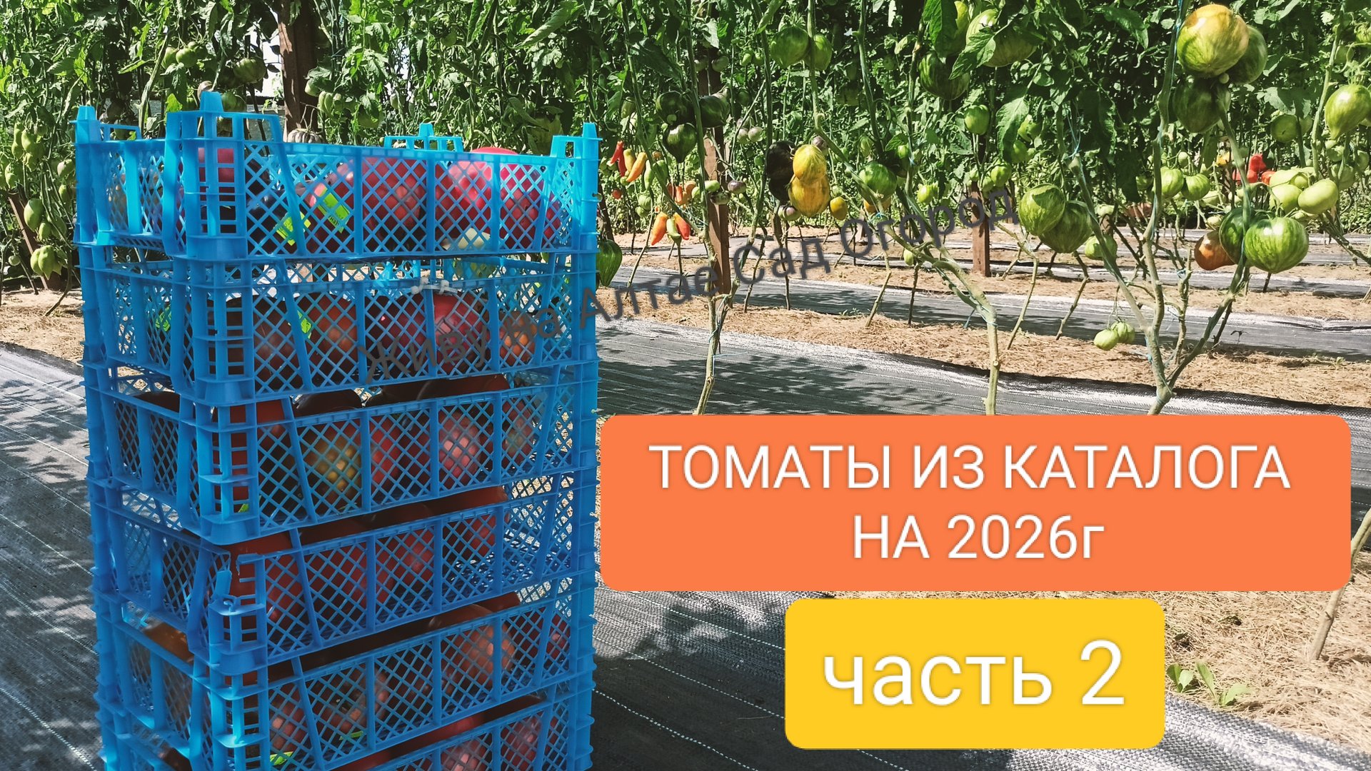 27 июля Томаты в открытом грунте