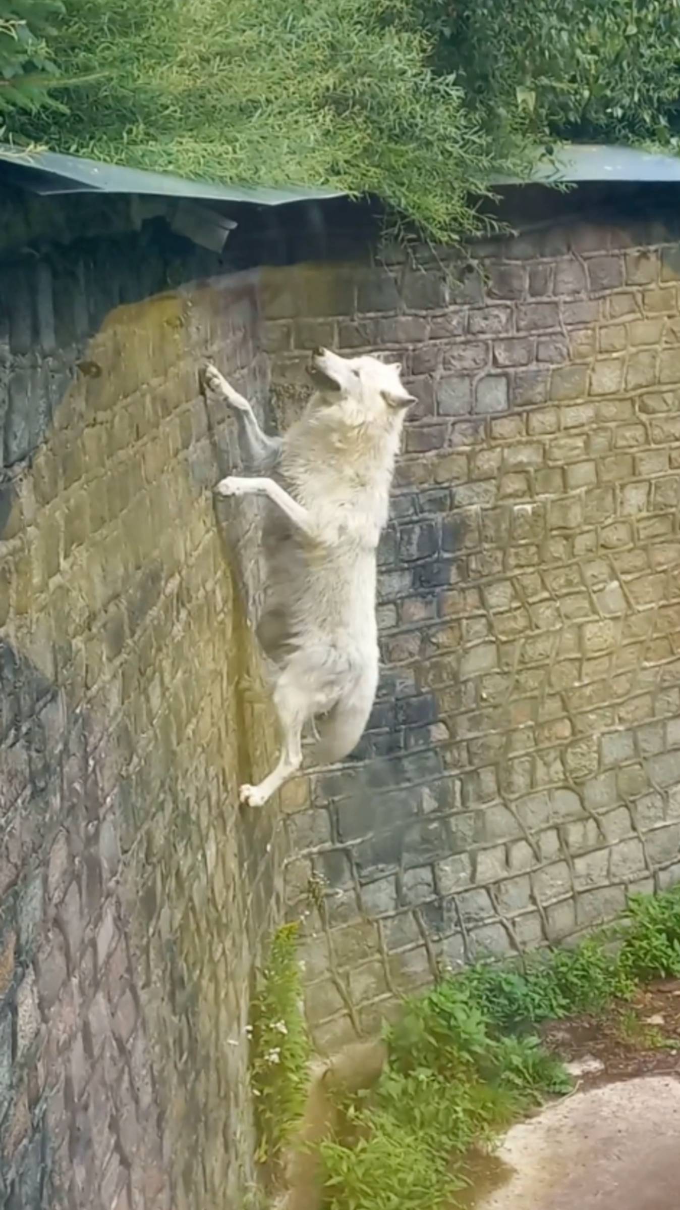 Белый волк воет и пытается сбежать. Близкая съемка #STR